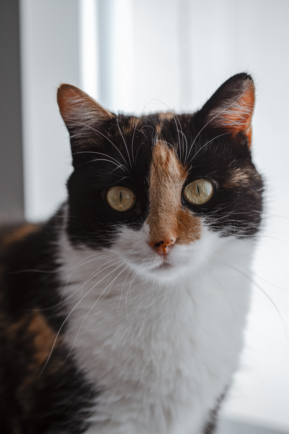 Evie | The Calico • Callie Nicole Photography